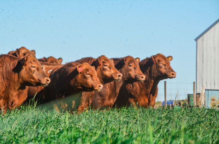 Un paseo por 64 años de historia del Angus colorado | El Orden de Pringles